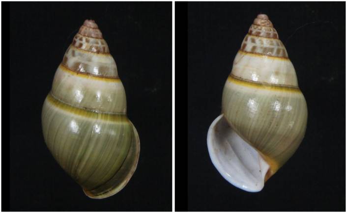 shellauction.net :: Amphidromus severnsi - 3769492