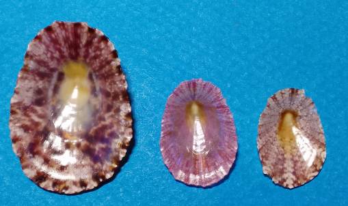 shellauction.net :: Cymbula miniata - 3769537