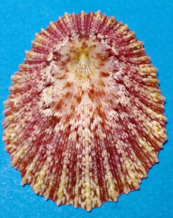 shellauction.net :: Cymbula miniata - 3769617