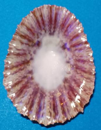 shellauction.net :: Cymbula miniata - 3769617