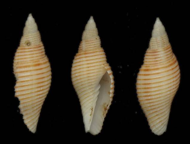 shellauction.net :: Mitra chinensis - 3769836