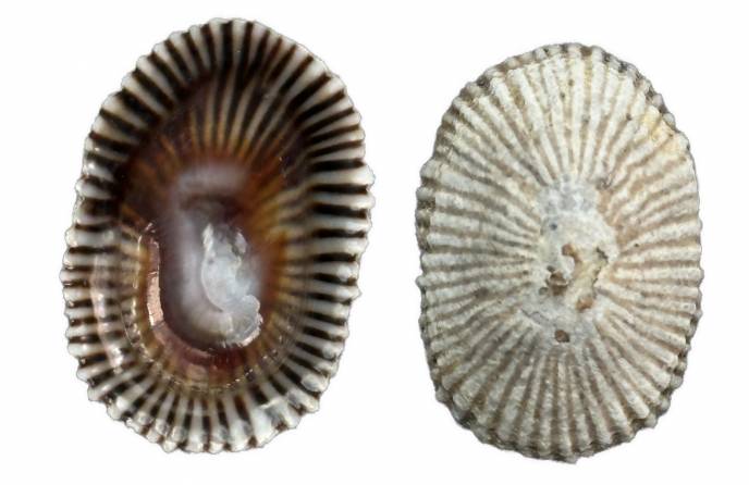 shellauction.net :: Siphonaria capensis - 3769963