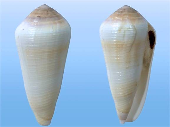 shellauction.net :: Conus terebra - 3770184