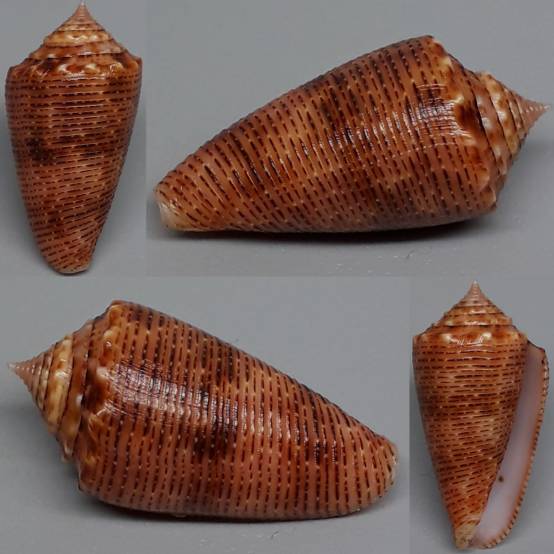 shellauction.net :: Conus proximus - 3770673