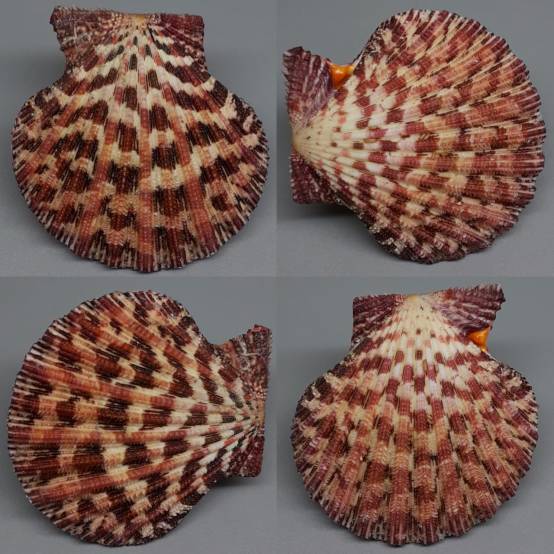 shellauction.net :: Gloripallium pallium - 3770707