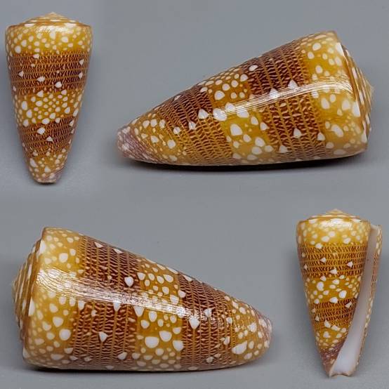 shellauction.net :: Conus nobilis victor - 3770866