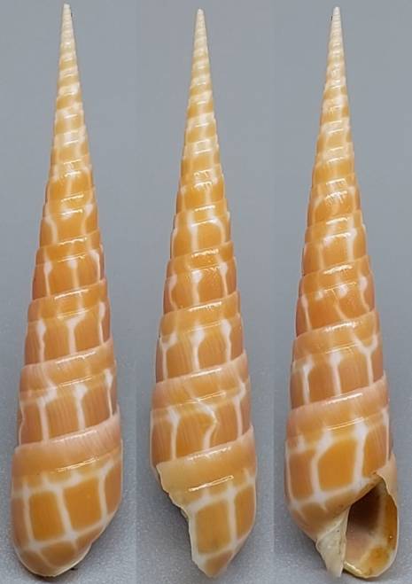 shellauction.net :: Terebra dimidiata - 3771075