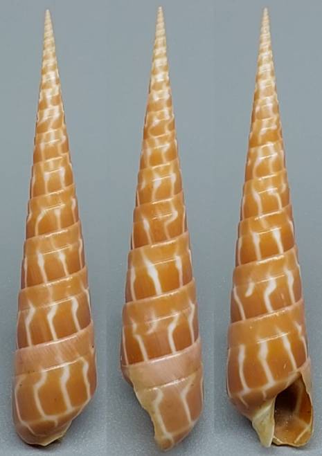 shellauction.net :: Terebra dimidiata - 3771076