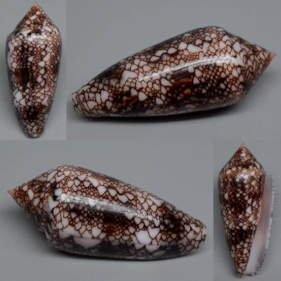 shellauction.net :: Conus canonicus - 3771242