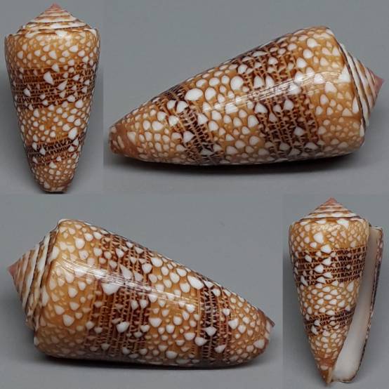 shellauction.net :: Conus nobilis victor - 3771347