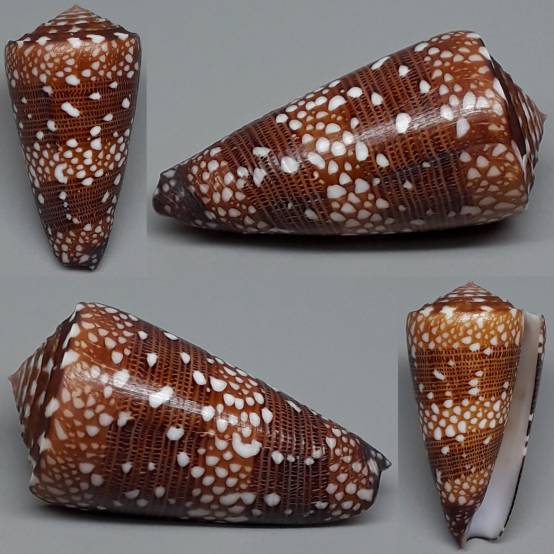 shellauction.net :: Conus nobilis victor - 3771349