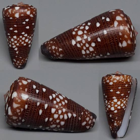 shellauction.net :: Conus nobilis victor - 3771355