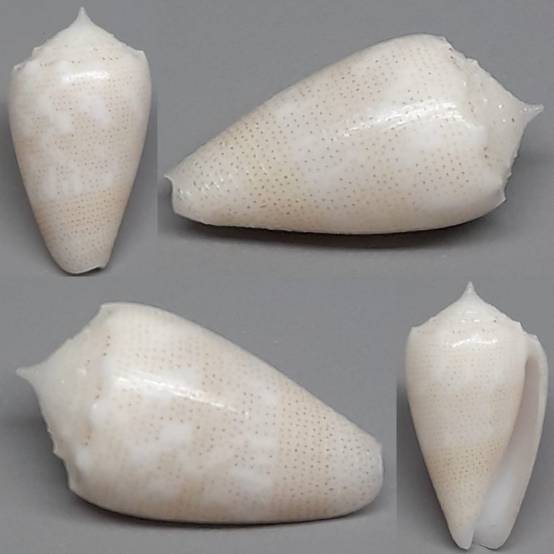 shellauction.net :: Conus arenatus - 3771401