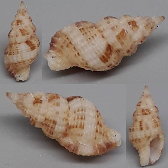 shellauction.net :: Prodotia sp. - 3771486