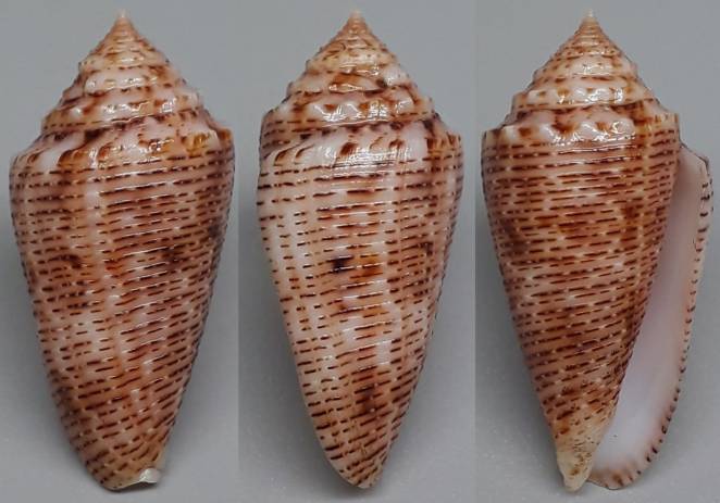 shellauction.net :: Conus proximus - 3771553