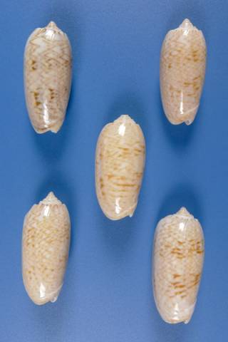 shellauction.net :: Oliva scripta - 3771580