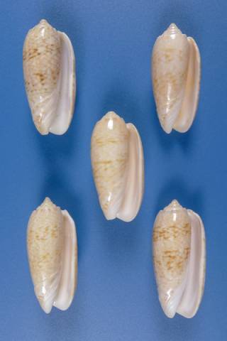 shellauction.net :: Oliva scripta - 3771580