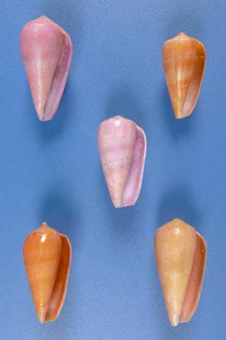 shellauction.net :: Conus solangeae - 3771593