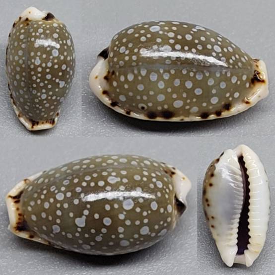 shellauction.net :: Naria labrolineata - 3771622
