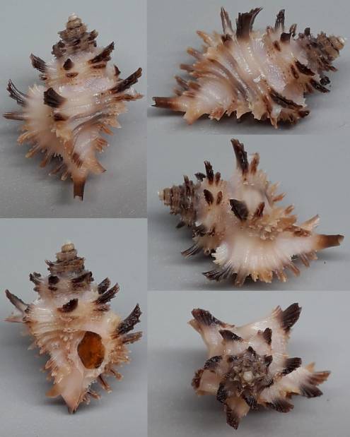 shellauction.net :: Favartia sp. - 3771805