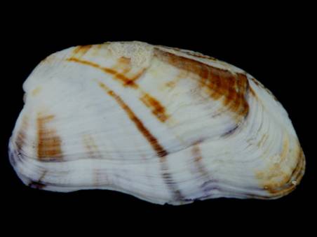 shellauction.net :: Trapezium sublaevigatum - 3771993