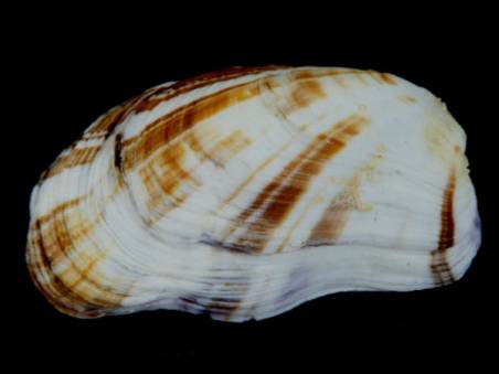 shellauction.net :: Trapezium sublaevigatum - 3771993