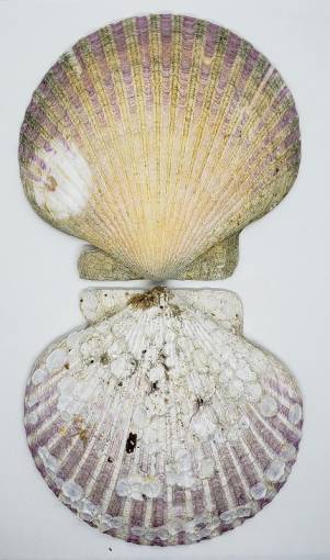 shellauction.net :: Argopecten purpuratus - 3772029