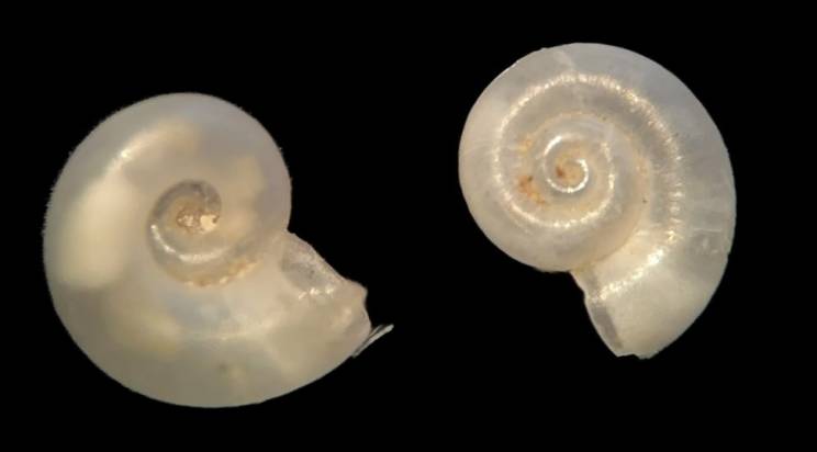 shellauction.net :: Teinostoma africanum - 3772122