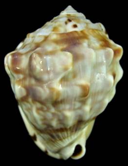 shellauction.net :: Cassis flammea - 3772194