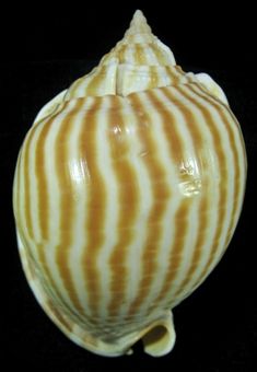 shellauction.net :: Phalium flammiferum - 3772202