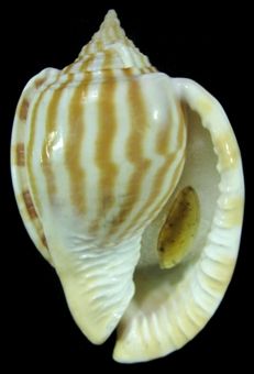 shellauction.net :: Phalium flammiferum - 3772202