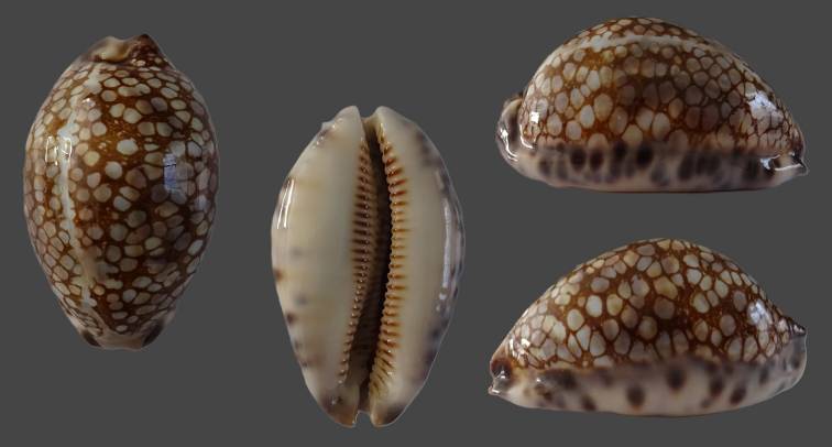 shellauction.net :: Mauritia histrio - 3772239