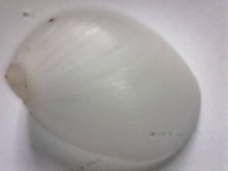 shellauction.net :: Naticarius species - 3772335