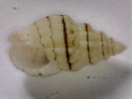 shellauction.net :: Phos species - 3772343