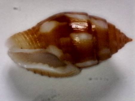 shellauction.net :: Mitrella species - 3772387