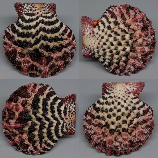 shellauction.net :: Gloripallium pallium - 3772434