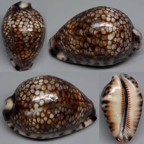 shellauction.net :: Mauritia histrio - 3772447