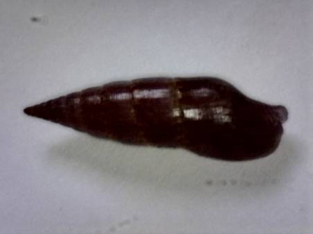 shellauction.net :: Aesopus spiculus - 3772461