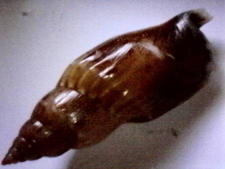 shellauction.net :: Strombus dentatus - 3772463