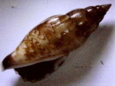 shellauction.net :: Strombus dentatus - 3772463