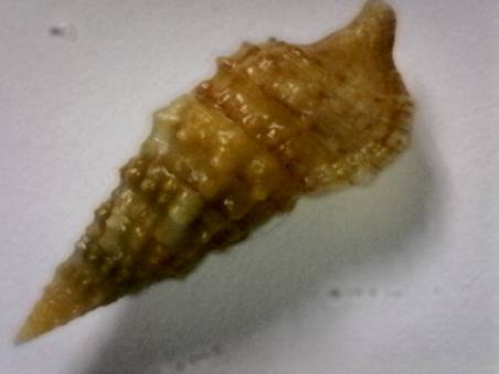 shellauction.net :: Cerithium species - 3772494