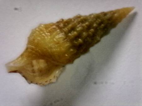 shellauction.net :: Cerithium species - 3772494