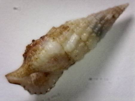 shellauction.net :: Cerithium species - 3772496