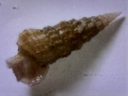 shellauction.net :: Cerithium species - 3772497