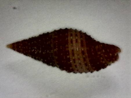 shellauction.net :: Mitra sp. - 3772534