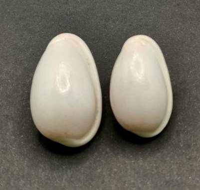 shellauction.net :: Closia sarda - 3772548