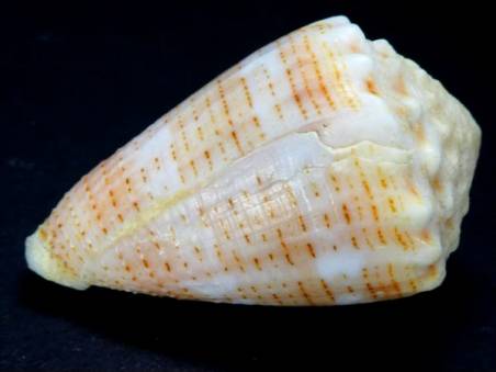 shellauction.net :: Conus miliaris - 3772564