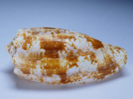 shellauction.net :: Conus geographus - 3772568