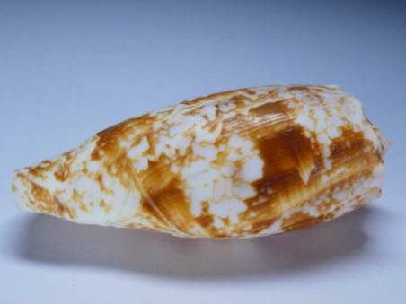 shellauction.net :: Conus geographus - 3772568