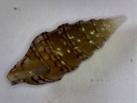 shellauction.net :: Clavus lamberti - 3772597